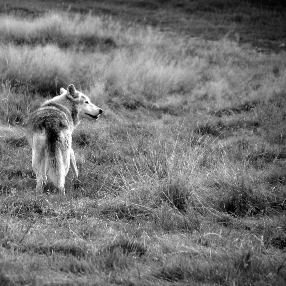 How to Embrace Being a Lone Wolf and Walk Your OWN Path – PARADIGM SHYFT