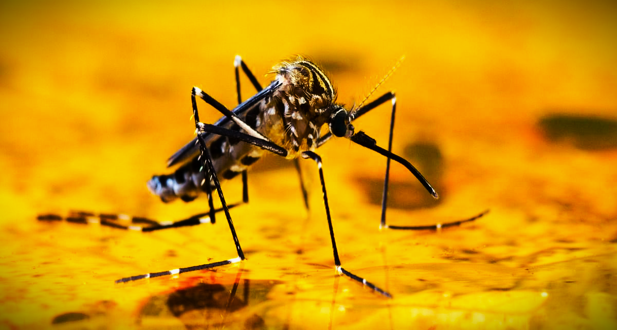 BILL GATES,’ CREATED A ‘WORLD MOSQUITO PROGRAM’, PAID FOR BY GAIN OF ...